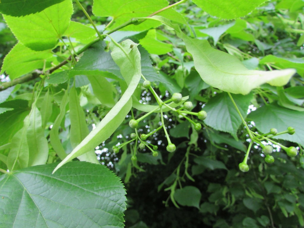 Lime Tree - Wild Food UK