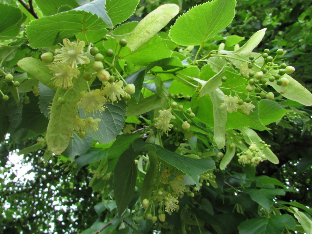 Lime Tree - Wild Food UK