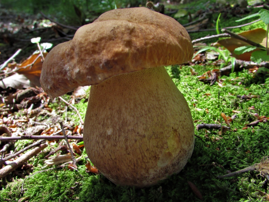 Summer Bolete - Wild Food UK
