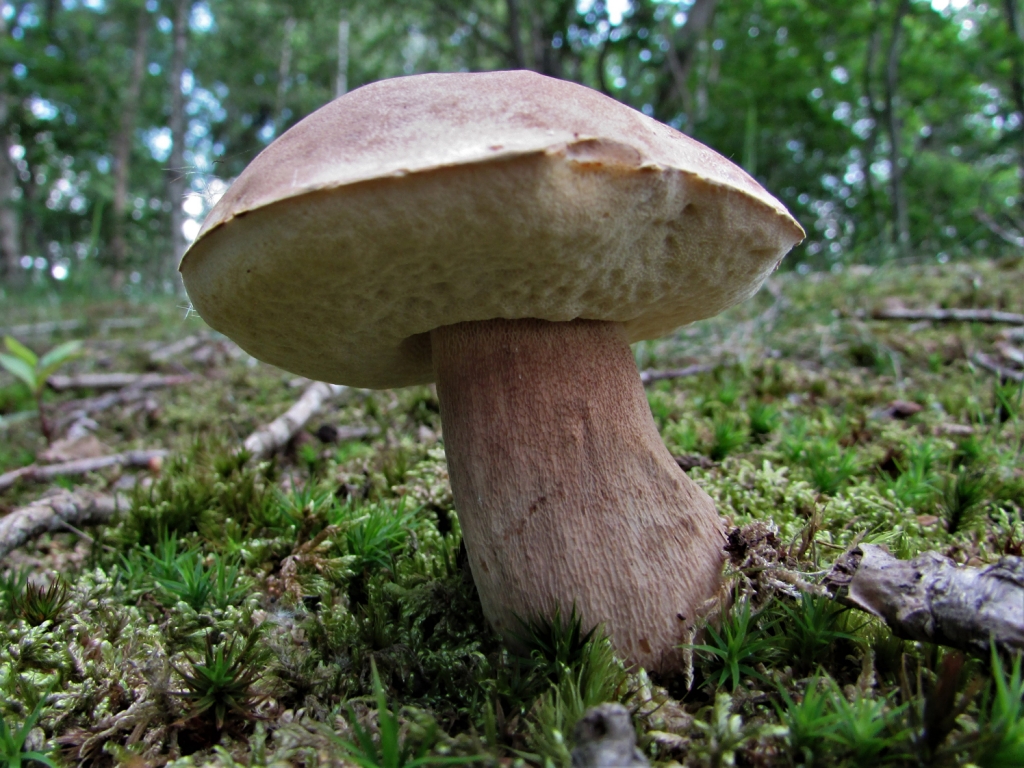 Summer Bolete - Wild Food UK