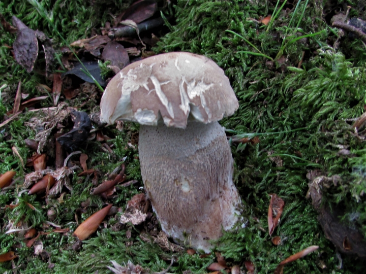 Summer Bolete - Wild Food UK