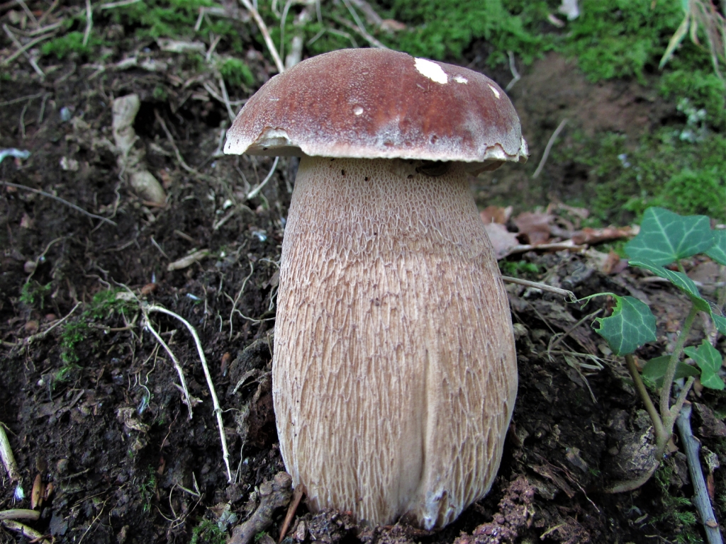 Summer Bolete - Wild Food UK