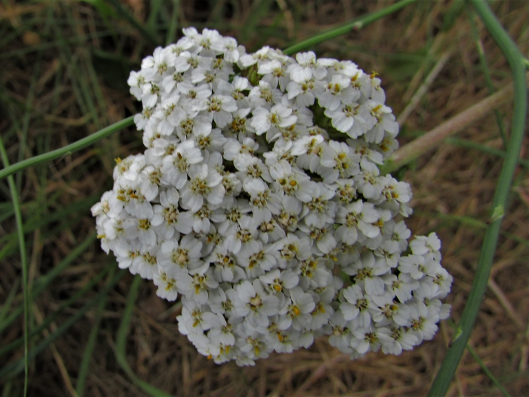 Yarrow - Wild Food UK