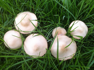 Surrey, Guildford Spring Foraging Course - Wild Food UK