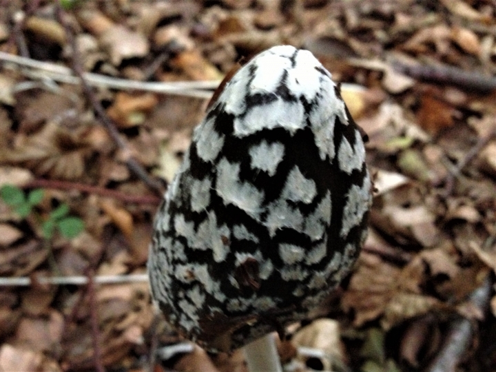 Magpie Inkcap - Wild Food UK