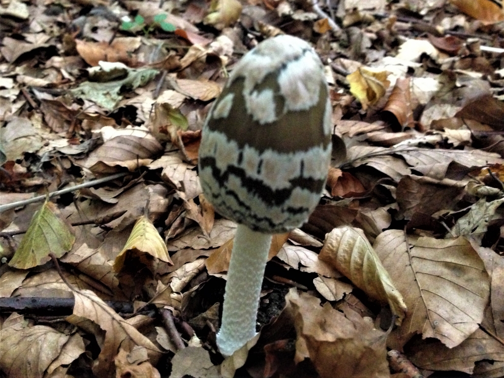 Magpie Inkcap - Wild Food UK