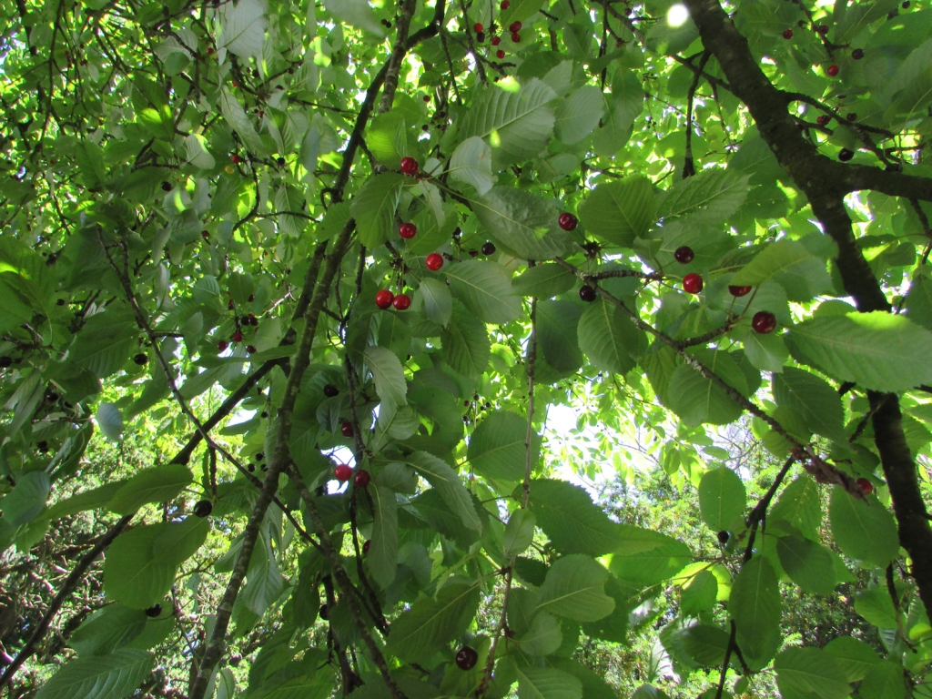 Cherry - Wild Food UK