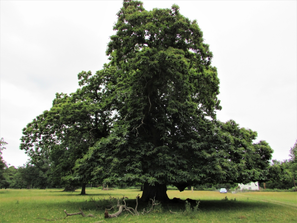 Sweet Chestnut - Wild Food UK