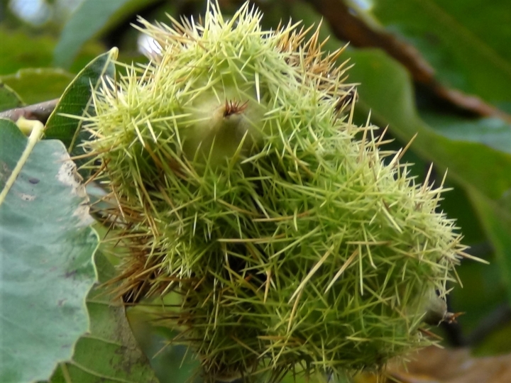 Sweet Chestnut - Wild Food UK