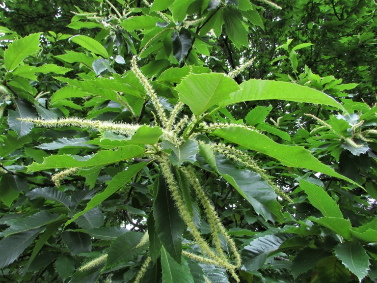 Sweet Chestnut - Wild Food UK