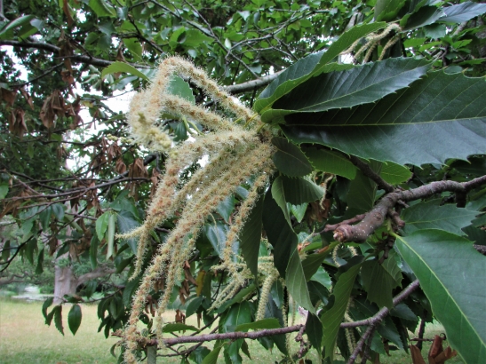 Sweet Chestnut - Wild Food UK