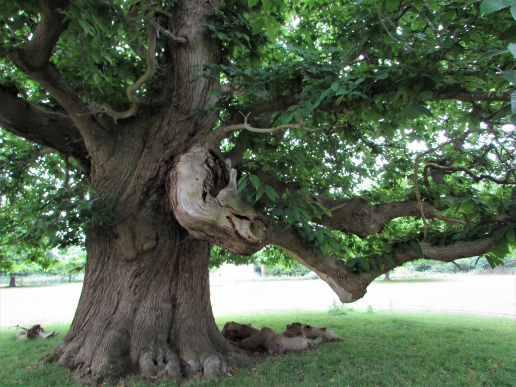 Sweet Chestnut - Wild Food UK