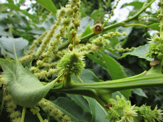 Sweet Chestnut - Wild Food UK