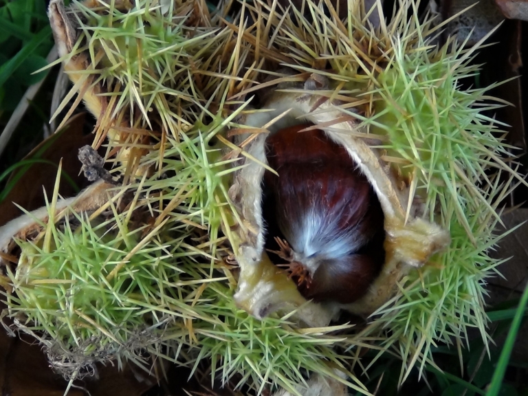 Sweet Chestnut - Wild Food UK