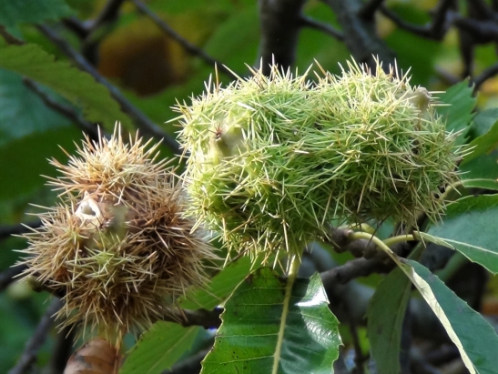 Sweet Chestnut - Wild Food UK