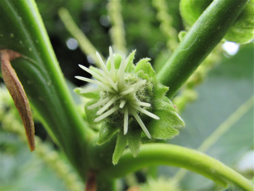 Sweet Chestnut - Wild Food UK