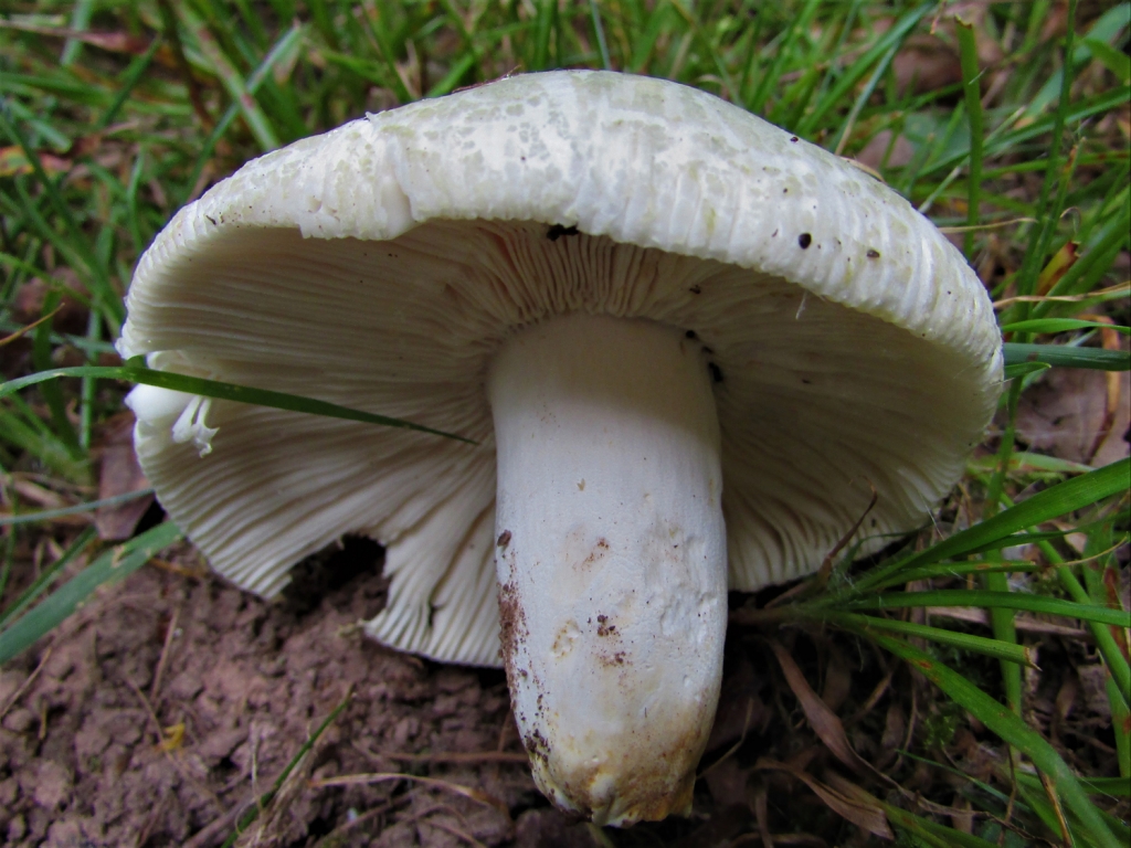 Green Cracking Russula