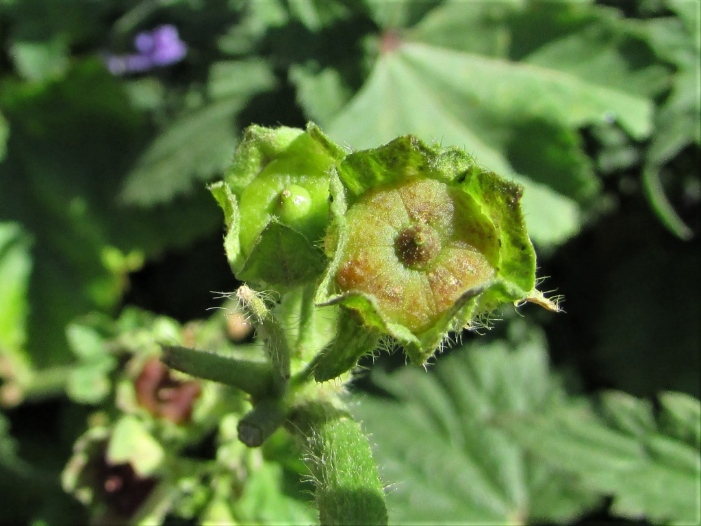Mallow - Wild Food UK