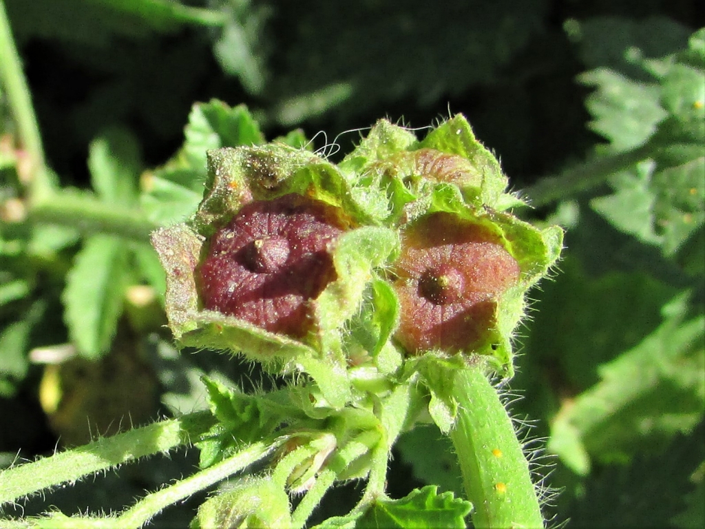 Mallow - Wild Food UK