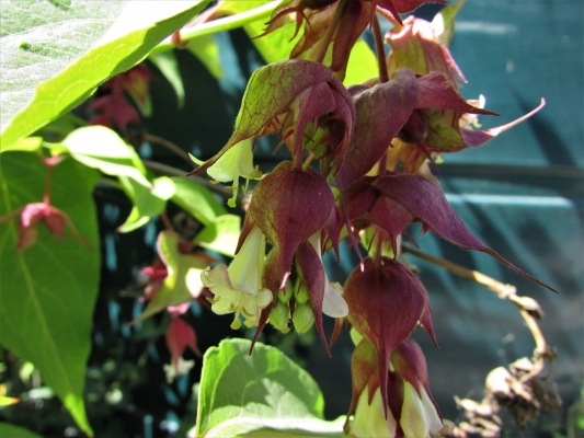 Pheasant Berry - Wild Food UK