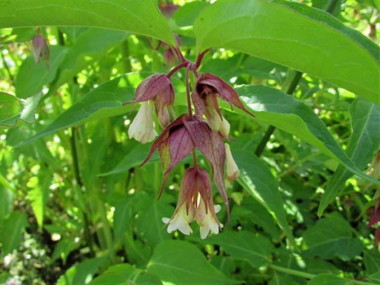 Pheasant Berry - Wild Food UK