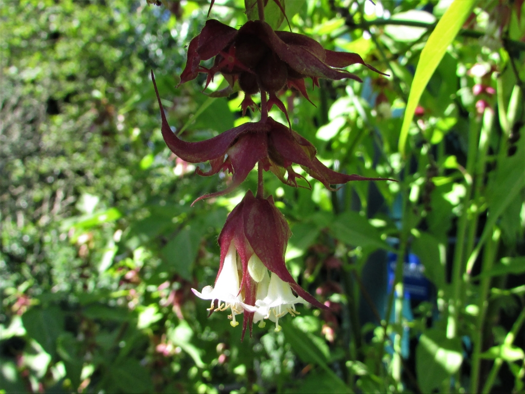 Pheasant Berry - Wild Food UK