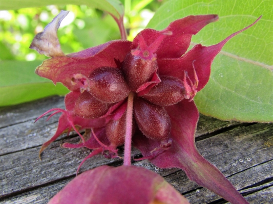 Pheasant Berry - Wild Food UK