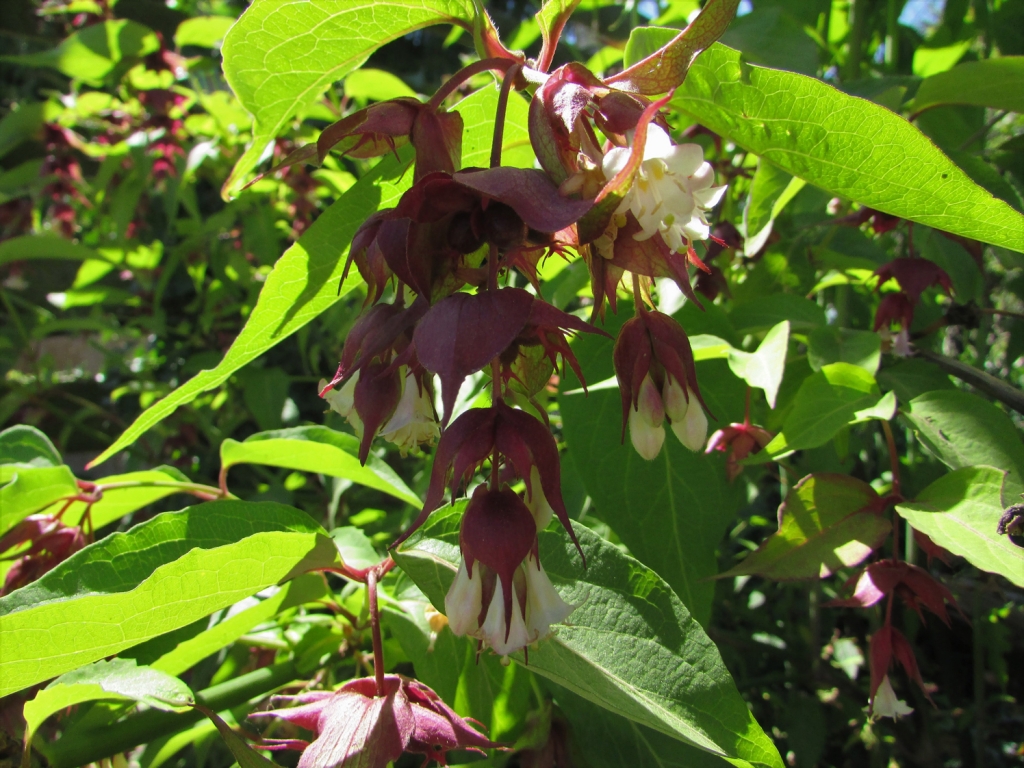 Pheasant Berry - Wild Food UK