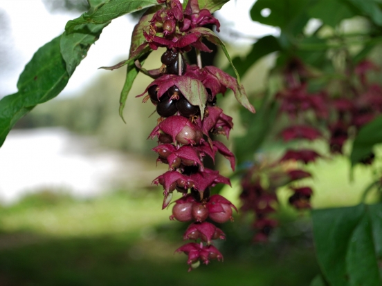 Pheasant Berry - Wild Food UK