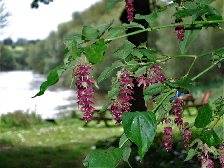 Pheasant Berry - Wild Food UK