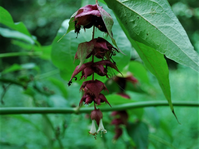 Pheasant Berry - Wild Food UK