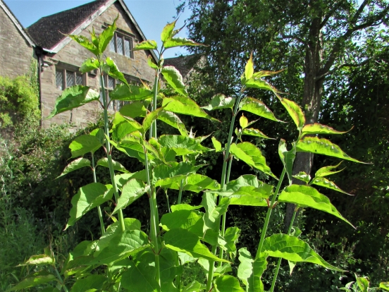 Pheasant Berry - Wild Food UK