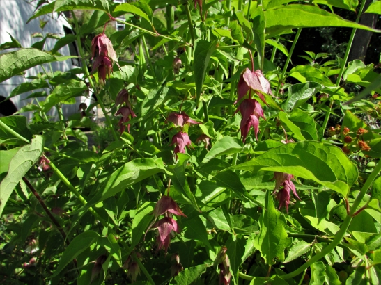 Pheasant Berry - Wild Food UK