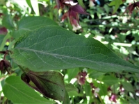 Pheasant Berry - Wild Food UK