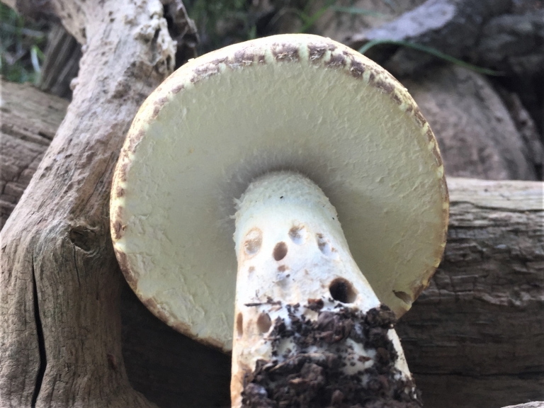 The Prince - Wild Food UK