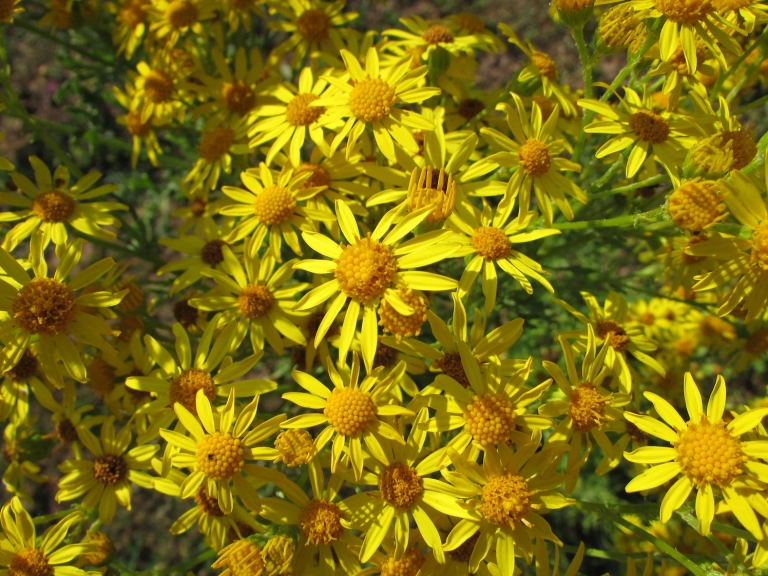 Ragwort - Wild Food UK