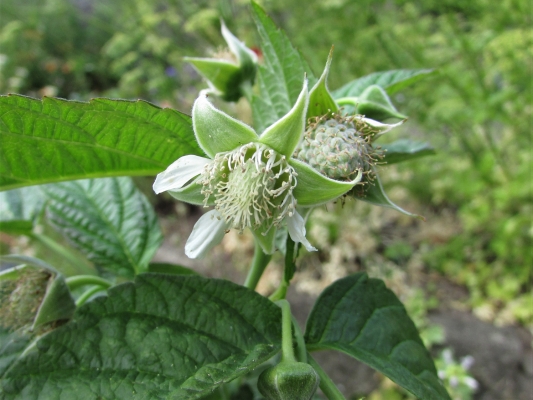 Wild Raspberry - Wild Food UK