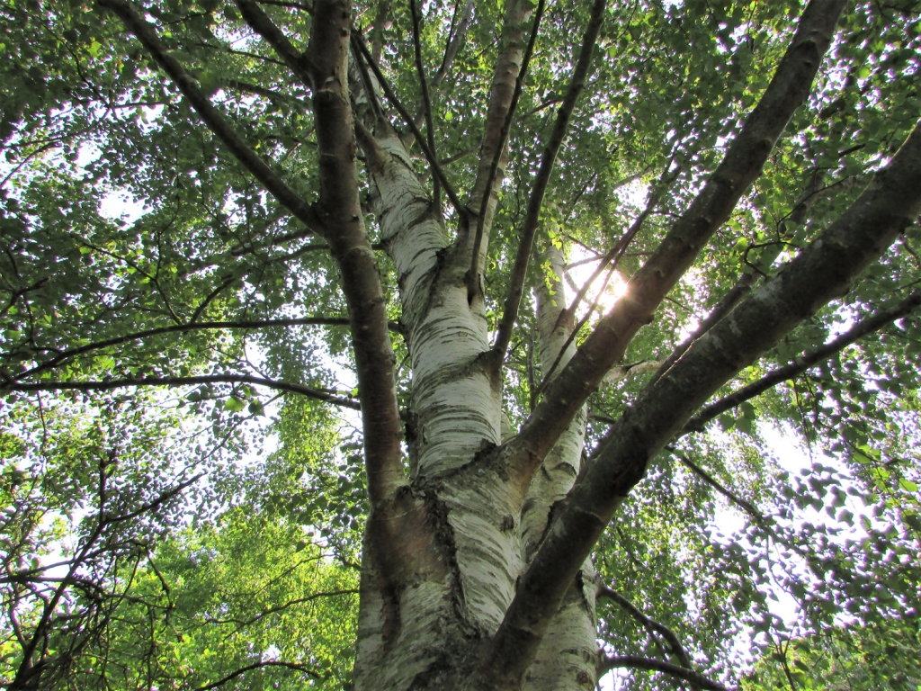 Silver Birch, Betula pendula
