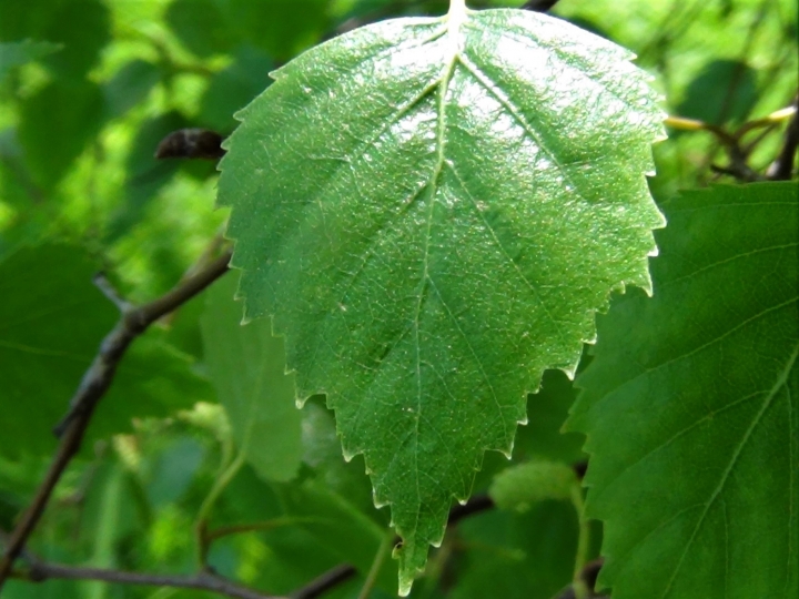 Silver Birch - Wild Food UK