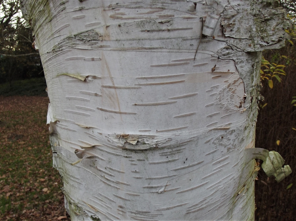 Silver Birch - Wild Food UK