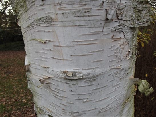 Silver Birch - Wild Food UK