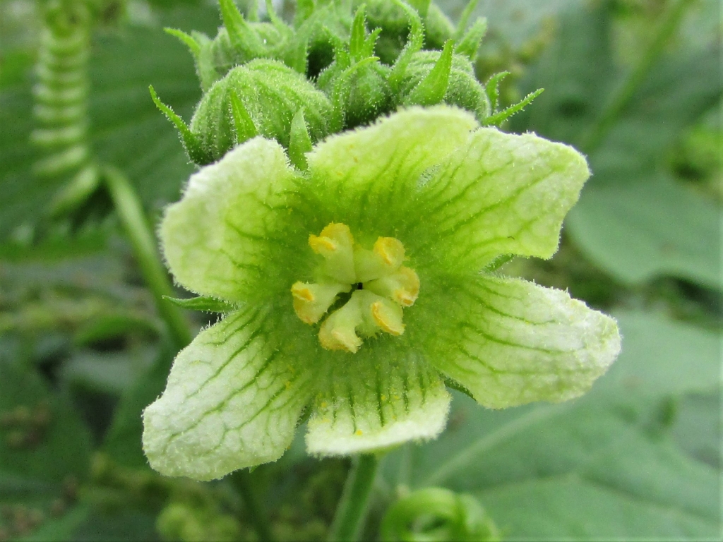 White Bryony - Wild Food UK