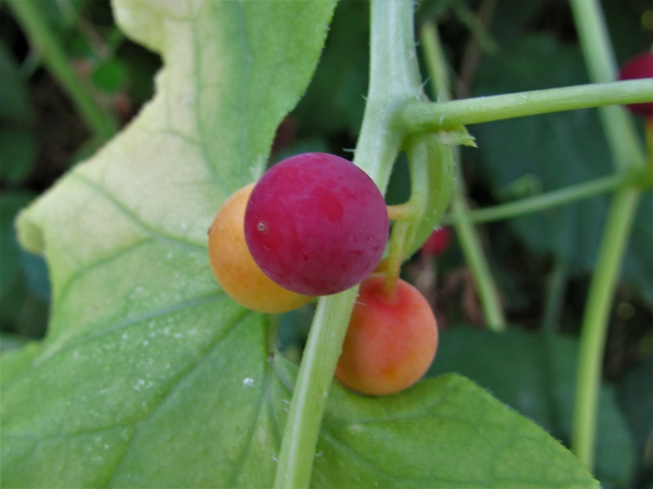 White Bryony - Wild Food UK