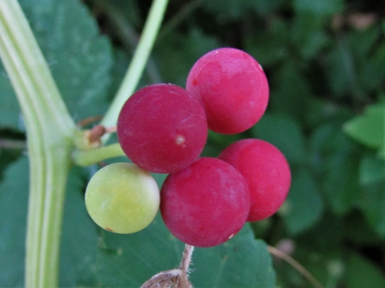 White Bryony - Wild Food UK