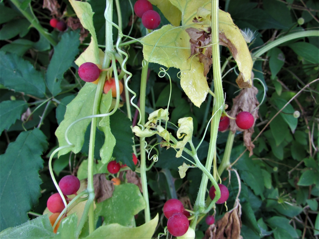 White Bryony - Wild Food UK