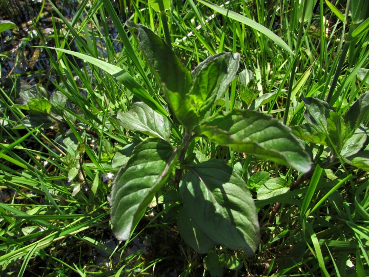 Water Mint - Wild Food UK
