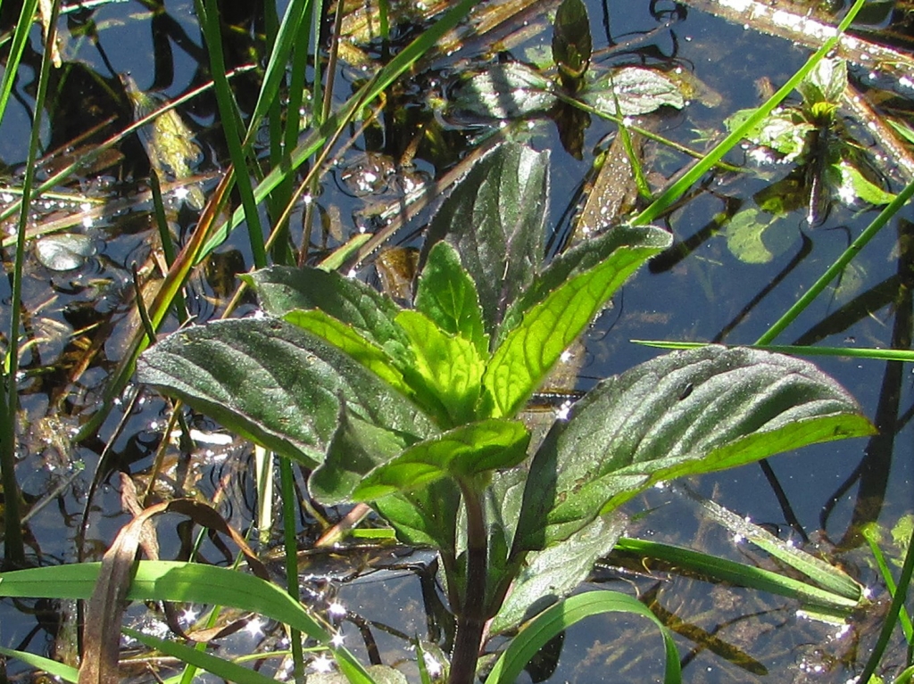 Water Mint - Wild Food UK
