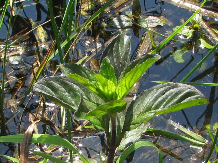 Water Mint - Wild Food UK