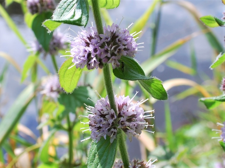 Water Mint