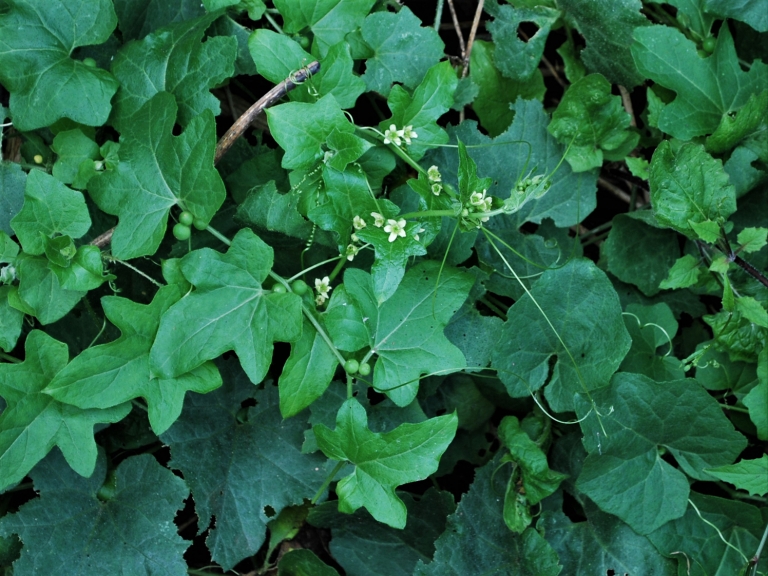 White Bryony - Wild Food UK